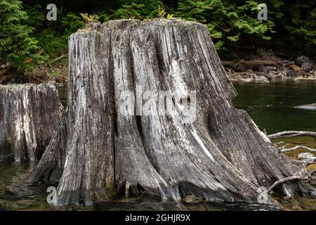 Old stumps showing springboard notches at Alouette Lake, Maple Ridge ...