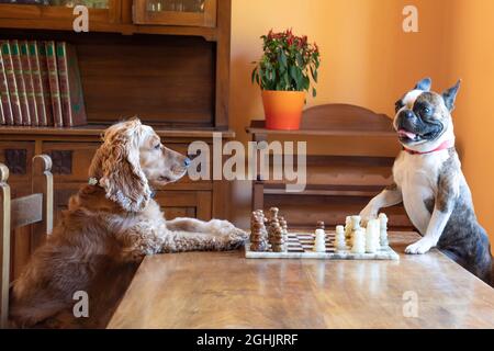 Cocker spaniel and Boston terrier playing chess in the living room ...