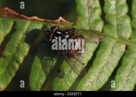 Muscid Fly, Graphomya maculata, Muscidae, Diptera. Male Stock Photo - Alamy
