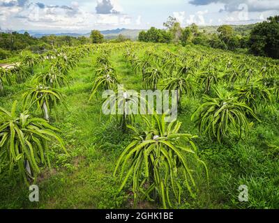 Aerial view of the dragon fruit field lighting up for upcoming Double ...