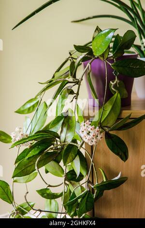 A closeup of wax plant (Hoya carnosa) inflorescence flowers Stock Photo ...