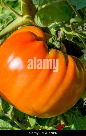 Tomate 'Country Taste' Stock Photo - Alamy