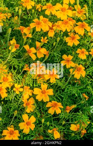 Lemon marigold, Signet marigold (Tagetes tenuifolia Lulu, Tagetes ...