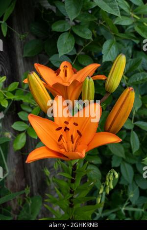 lilium auratum golden rayed goldband lily lilies white speckled species ...