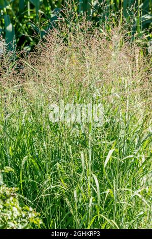 Old switch panic grass (Panicum virgatum 'Kuestenmoor', Panicum ...