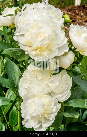 Paeonia lactiflora 'Solange' peony flowering in summer - June. UK Stock ...