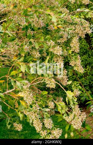 Baccharis halimifolia,eastern baccharis, groundsel bush,groundsel tree ...