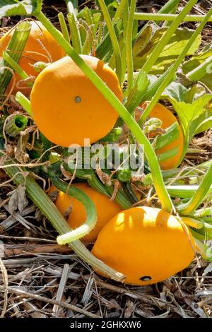 Cucurbita pepo 'Sunburst'. Summer Squash 'Sunburst'. Scallop group ...