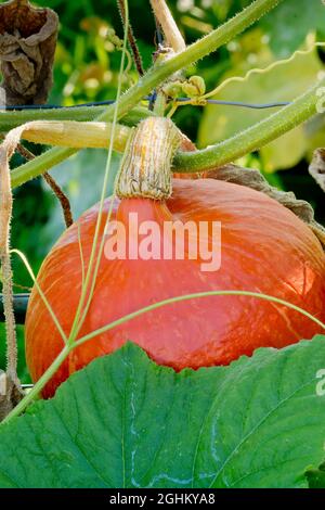 Growing winter Squash Uchiki Kuri (Cucubita pepo) vertically on a ...