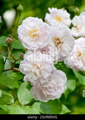 Rosa 'Blush Noisette' a fragrant, climbing rose - summer, UK Stock ...