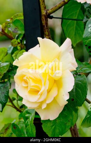 Rosa LASTING PEACE, Rose Stock Photo - Alamy