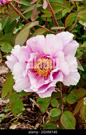 Peony 'Monsieur Antoine Riviere' in bloom in a garden Stock Photo - Alamy