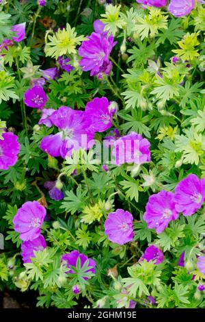 Geranium sanguineum ‘Max Frei’ bloody cranesbill Max Frei – deep pink ...