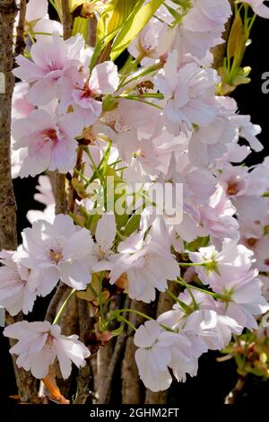 Prunus Amanogawa Prunus serrulata tree Stock Photo - Alamy
