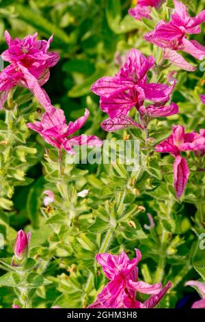 Salvia viridis 'Pink Sundae' Stock Photo - Alamy