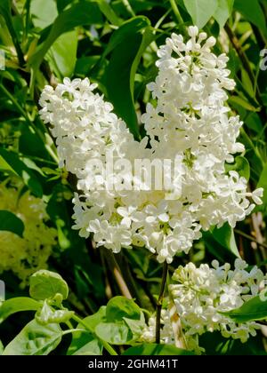 common lilac (Syringa vulgaris 'Primrose', Syringa vulgaris Primrose ...