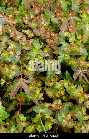Sweet spurge (Euphorbia dulcis Chameleon), Euphorbiaceae Stock Photo ...