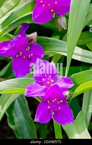 Tradescantia andersoniana 'Purewell Giant' Stock Photo - Alamy