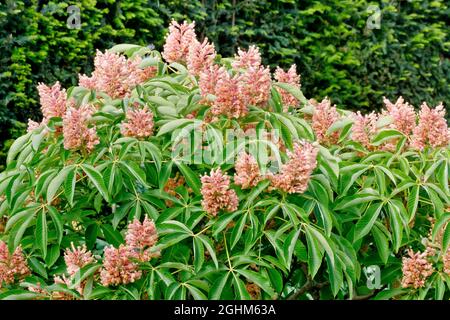 Aesculus pavia 'Koehnei' Stock Photo - Alamy