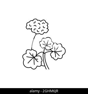 Geranium olor line icon. Essential oils. Pictogram for web page, mobile ...