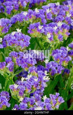 Limonium sinuatum 'Forever Blue' Stock Photo - Alamy