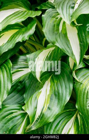 HOSTA UNDULATA VARIEGATA Stock Photo - Alamy