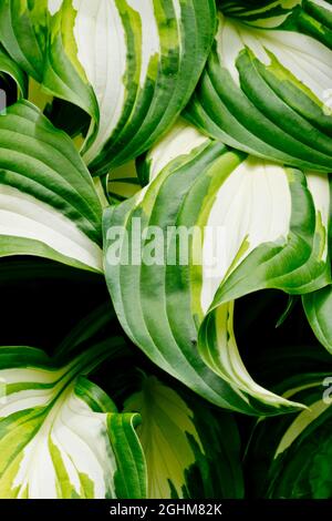 Hosta undulata var. univittata Stock Photo - Alamy