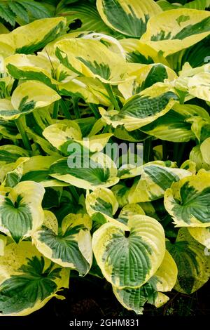 Hosta 'Brim Cup' Stock Photo - Alamy