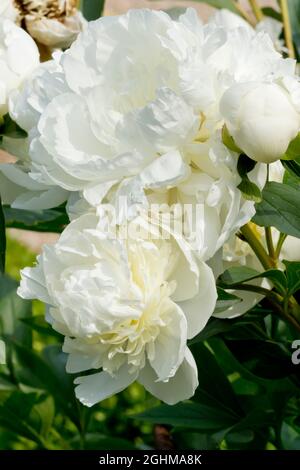 Peony 'Solange', Paeonia lactiflora 'Solange', Garden flower, UK Stock ...