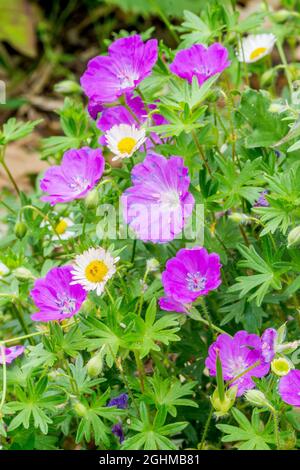 Geranium sanguineum ‘Max Frei’ bloody cranesbill Max Frei – deep pink ...