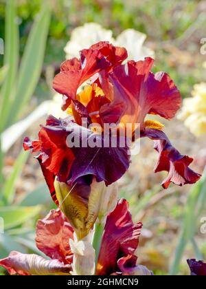 Iris Germanica ''Rubistar' Breeder : Schreiner 1989 Stock Photo - Alamy