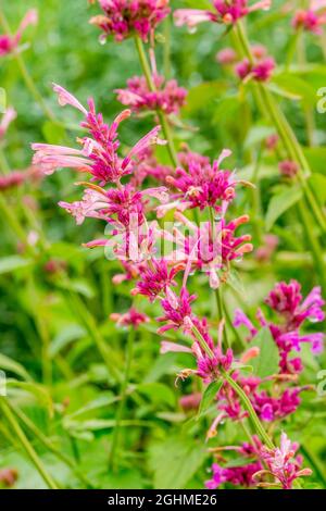Mexican giant hyssop (Agastache mexicana) Red Fortune, Nectaroscordum ...