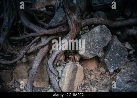 Big tree roots and rocks above the ground natural background Stock ...