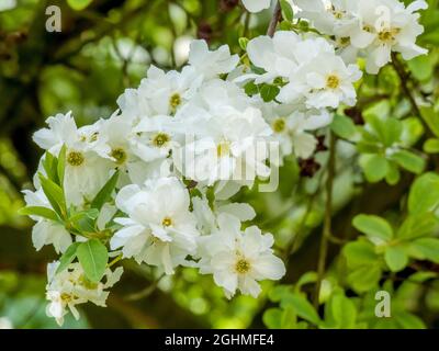 Exochorba macrantha 'The Bride' Stock Photo - Alamy