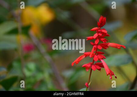 The red scarlet flower is a striking bloom, known for its vibrant red ...