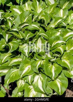 Hosta undulata var. univittata Stock Photo - Alamy