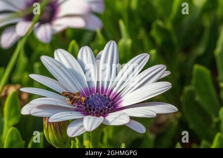 fig-tree skeletonizer moth (Choreutis nemorana Stock Photo - Alamy