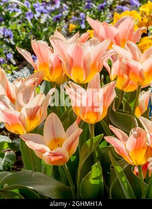 Tulip Quebec, Greigii tulip Stock Photo - Alamy