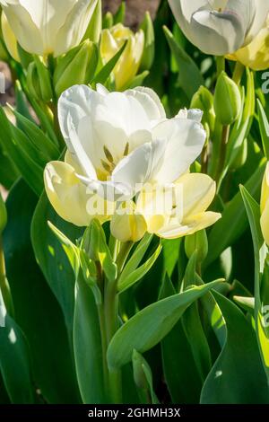 Tulip 'Candy Club' in bloom in a garden Stock Photo - Alamy