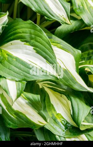 HOSTA UNDULATA VARIEGATA Stock Photo - Alamy