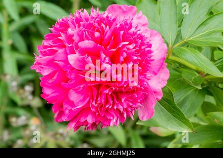 Peony 'Angelo Cobb Freeborn' in bloom in a garden Stock Photo - Alamy