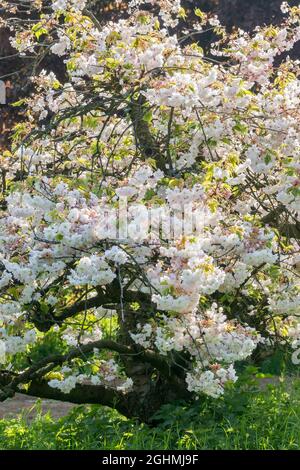 Japanese flowering cherry, Prunus Shogetsu, also known asPrunus ...