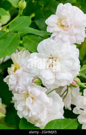 Rosa 'Blush Noisette' a fragrant, climbing rose - summer, UK Stock ...