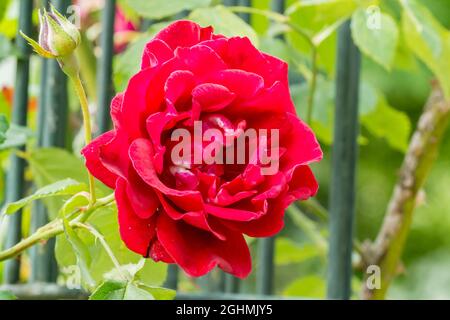 Rose tree 'Red Parfum' in bloom in a garden Stock Photo - Alamy