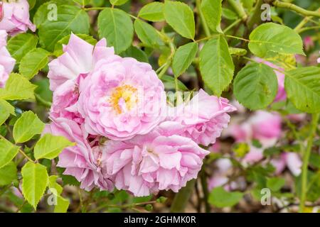 Rose tree 'Blush Rambler' in bloom in a garden Stock Photo - Alamy