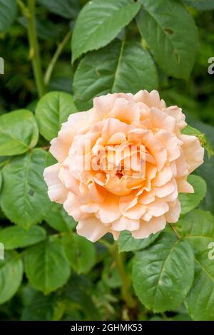 Rose, Rosa POLKA , climber Stock Photo - Alamy