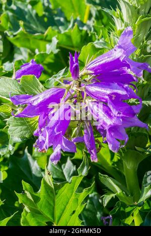 Campanula latifolia var. macrantha Stock Photo - Alamy