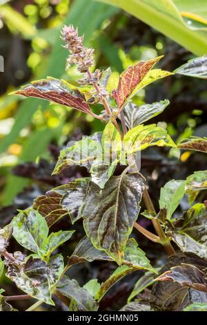 Purple Ruffles basil plant growing in Bellevue, Washington, USA. This ...