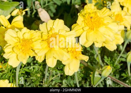 Tagetes patula 'Alumia Vanilla Cream' Stock Photo - Alamy