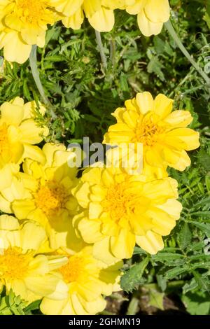 Tagetes patula 'Alumia Vanilla Cream' Stock Photo - Alamy